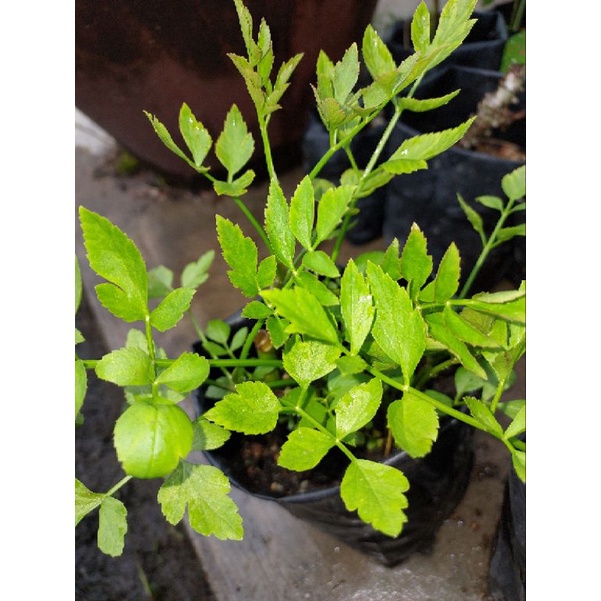 Anak pokok daun selom dalam polibag | Shopee Malaysia