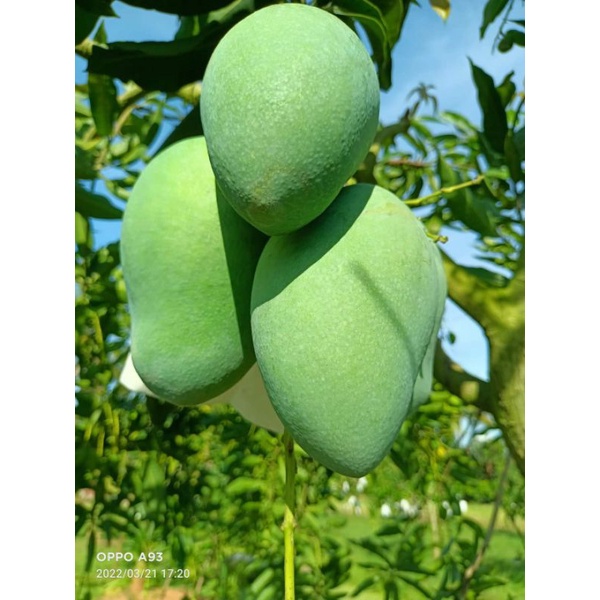 Harum Manis Original Perlis. | Shopee Malaysia