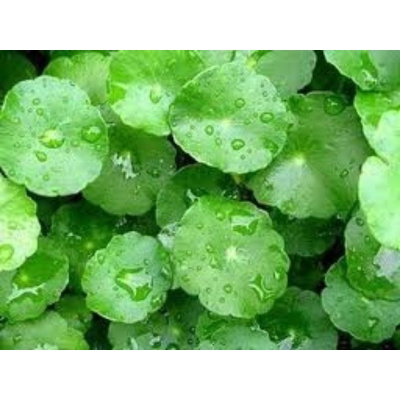 Anak pokok ulam pegaga air 100 g untuk tanam | Shopee Malaysia