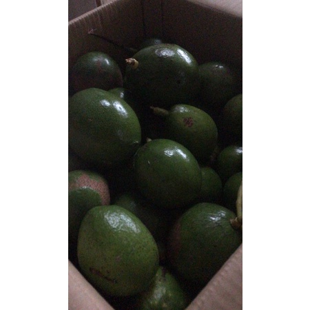 Avocado Cameron Highlands | Shopee Malaysia