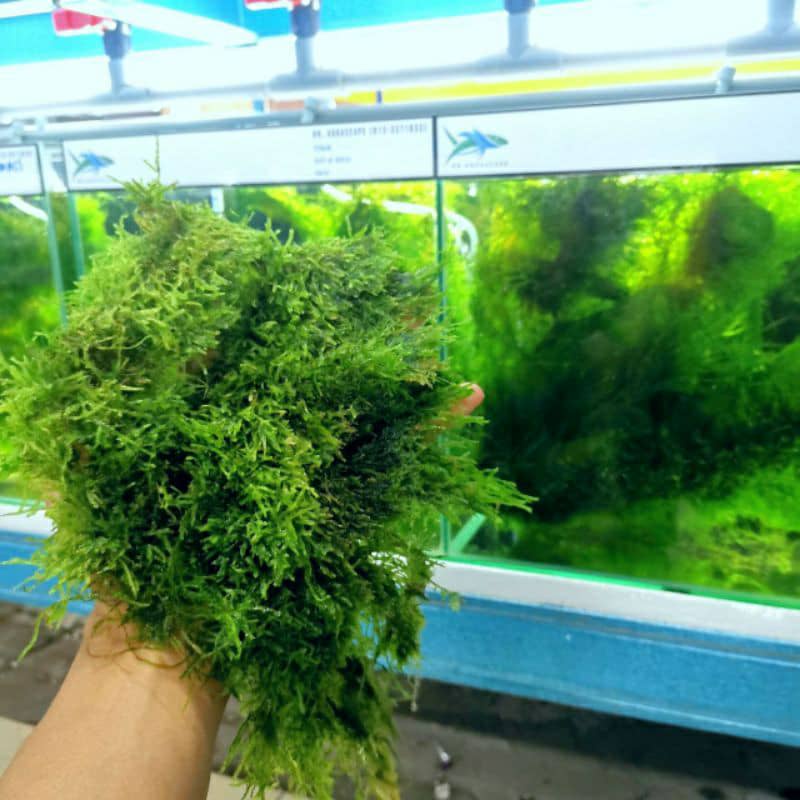 Java Moss Vesicularia Dubyana ( Aquarium /Aquascape / Paludarium ...