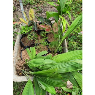 Pokok LEMBA (Cucurligo latifolia) | Shopee Malaysia