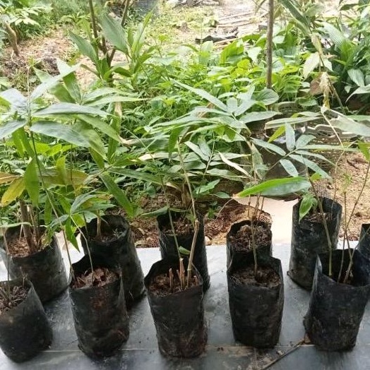 ANAK POKOK BULUH LEMANG..POKOK STABIL | Shopee Malaysia ANAK POKOK BULUH LEMANG..POKOK STABIL | Shopee Malaysia
