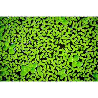 [Aquatic Plants] Duckweed/Pokok Salvina/ kiambang lipan akuatik/rumpai ...