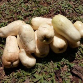 Jambu susu jambu tetek | Shopee Malaysia