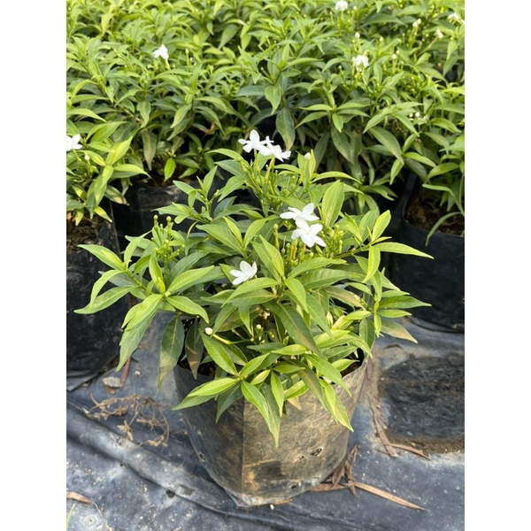 MC - Jasmine Jeliti / Ervatamia | Live Plant | Shopee Malaysia