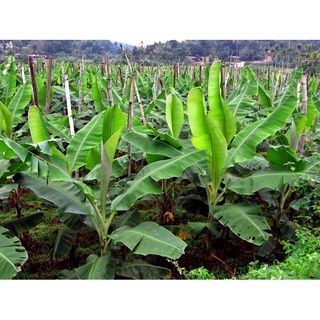 Pisang Rastali (Musa Acuminata X Musa Balbisiana) - Pokok Hidup / Live ...