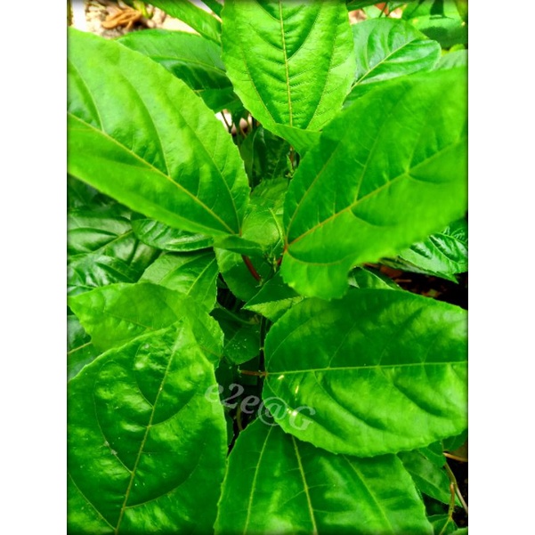 anak pokok markisa kuning | Shopee Malaysia