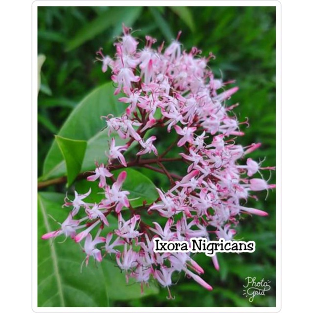 KKB Ixora Nigricans Black Ixora, jenjarum hitam bunga pink wangi ...