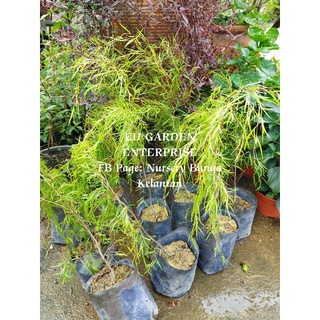 Pokok Janda Merana / Weeping Willow / Salix Babylonica ( Anak Pokok ...