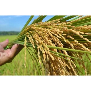 Dedak Padi Kasar Untuk Makanan Ternakan Dan Pembuatan ‘Green Water ...