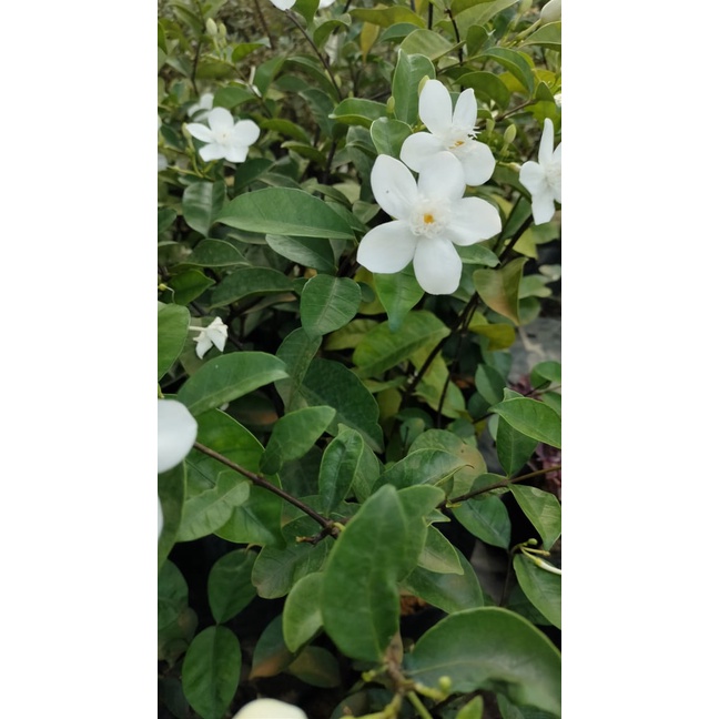 Pokok Bunga jasmine Thailand / Jasmin thai bunga besar | Shopee Malaysia