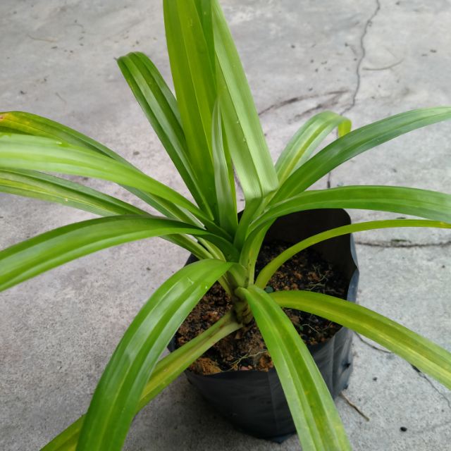 Pandan / Pokok Pandan / Pandan wangi / Anak Pokok yang sudah stabil ...