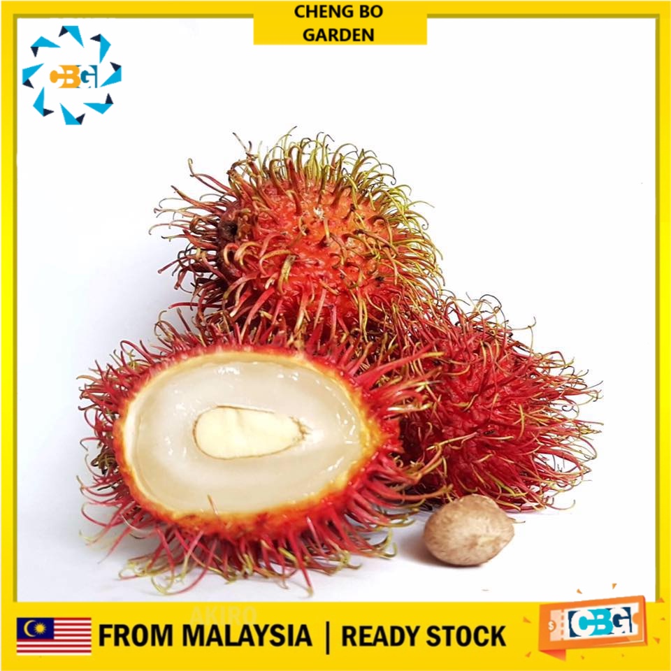 Anak Pokok Rambutan Jarum Mas Pokok Stabil Import Dari Thailand ...