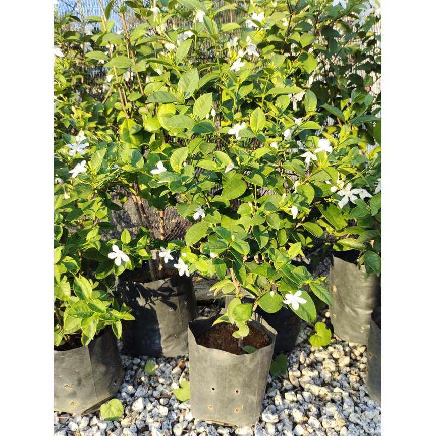 ANAK POKOK YUTHIKA/YUTHIKA JASMINE SHRUB | Shopee Malaysia