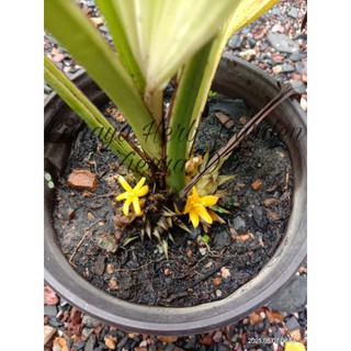 Pokok lemba / pinang puyuh | Shopee Malaysia