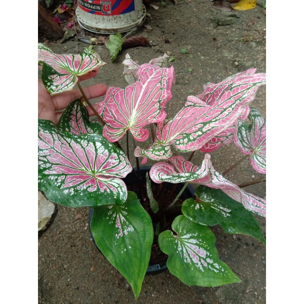 Keladi Thai Hybrid ~Thai Beauty (live plant caladium) | Shopee Malaysia