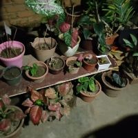 Ubat buah pingang Lasia spinosa pokok geli. sesuai jugak untuk yg suka ...