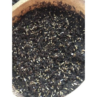 BIJI BENIH RUMPUT RUZI 1KG ALTENATIF SUMBER MAKANAN PENTERNAKAN DAN ...