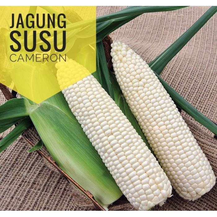 ORIGINALJAGUNG SUSU CAMERON CAMERONS 10PCS | Shopee Malaysia