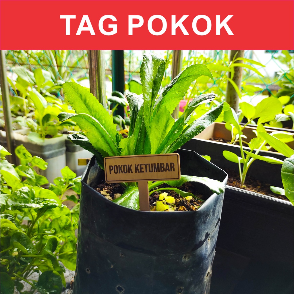 Label Pokok Kayu /Plant Tag/Plant Label/Penanda Pokok/Plant Tag / Plant ...