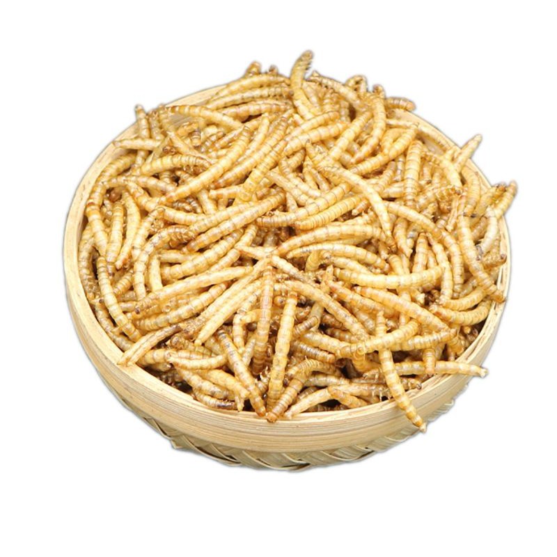 mealworm / breadworm | Shopee Malaysia