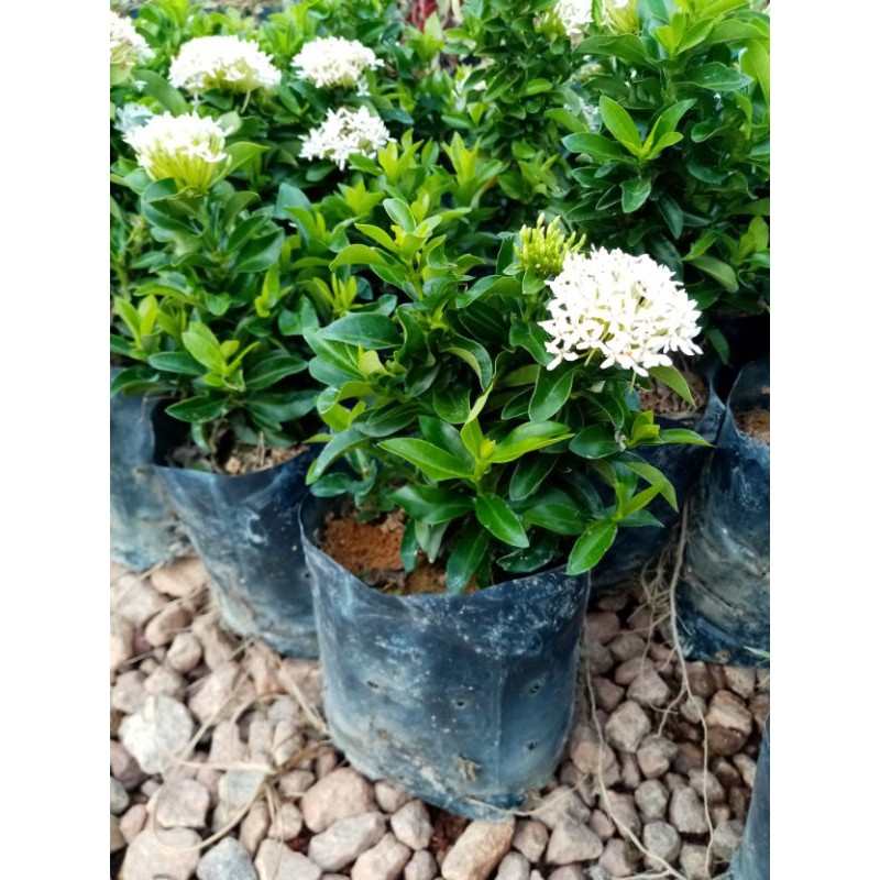 ANAK POKOK SIANTAN / JEJARUM | Shopee Malaysia