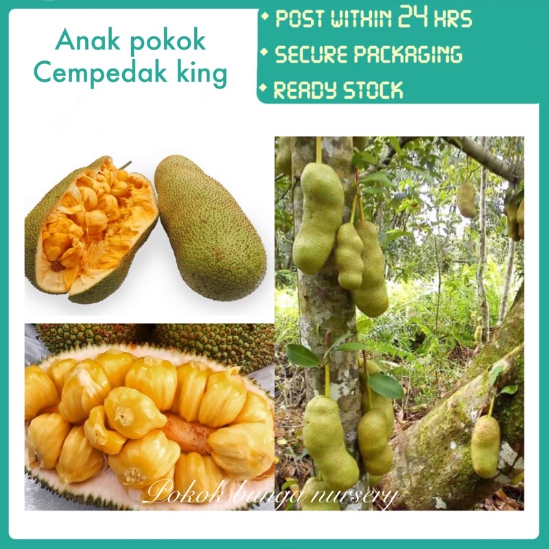 PBN - anak pokok cempedak king - pokok bunga nursery cepat rajin ...