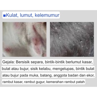 Spray Kurap Luka Kudis Gatal Ruam Kutu Hama Bulu Gugur Kulat Bernanah ...