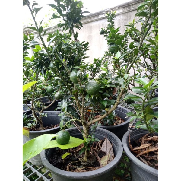 Pokok Limau Jepon Oren / Ready Stock | Shopee Malaysia