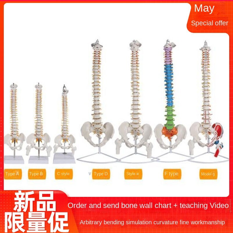 45/85cm Colored Flexible Anatomical Human Vertebral Spine Model Life ...