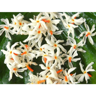 Pokok Bunga tree of sorrow pareejat bunga wangi lawa cantik real plant ...