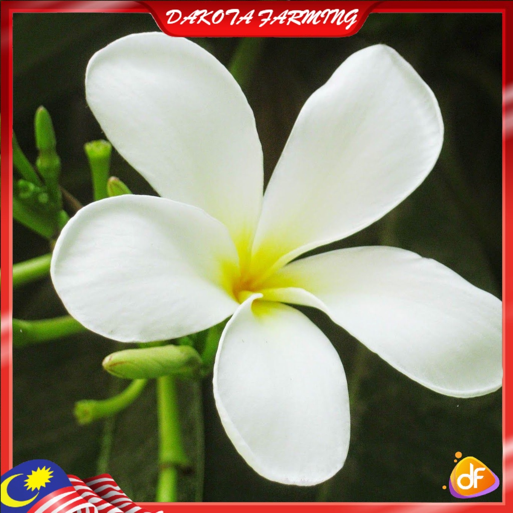 Anak Pokok Bunga Jasmine Thai Pokok Hidup | Shopee Malaysia