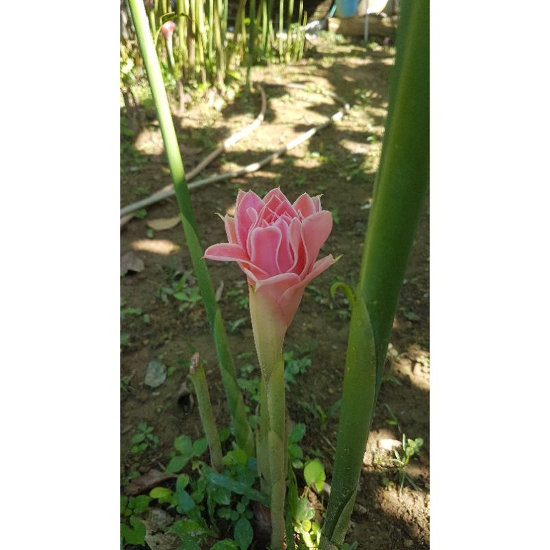 Bunga Kantan Murah dan Segar dari Kebun Bonda (anda beli, baru kami ...