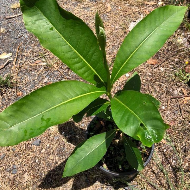 RARE / EXOTIC / NADIR Buah Engkalak / Butter Fruit (Litsea garciae ...