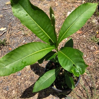 RARE / EXOTIC / NADIR Buah Engkalak / Butter Fruit (Litsea garciae ...