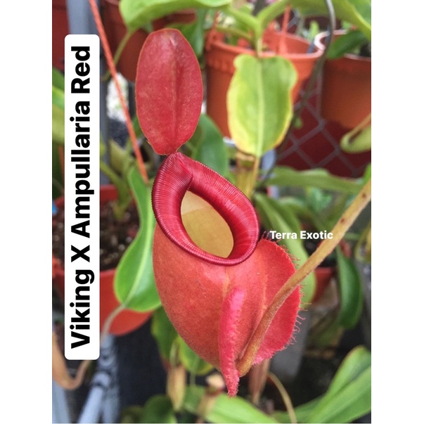 (Nepenthes Viking x Ampullaria Red | Pitcher Plant | Monkey Cup ...