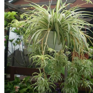 Pokok Spider Plant Anak Pokok Sulur Pokok Labah labah Indoor Plant ...