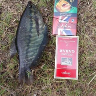 [READY STOCK+FAST DELIVERY+MUSLIM PRODUCT] IKAN KERING/PEKASAM SEPAT ...