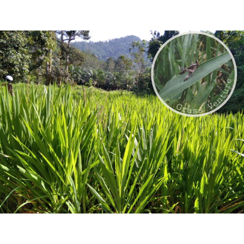 (🔥HOT SELLING🔥)Benih rumput napier dwarf/pandan 1kg 15 ke 20 batang ...