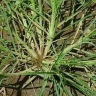 3 pokok Rumput SAMBAU(untk perubatan tradisional) | Shopee Malaysia