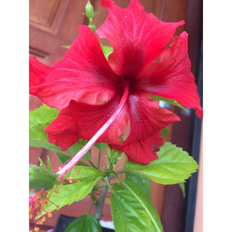 Pokok Bunga Raya Merah Hibiscus Real Plants JUALAN PENGHABISAN STOK ...