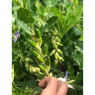 buah jeruju/jemuju herba tradisional (10 biji) | Shopee Malaysia