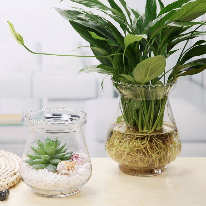 Kaca Vas Air Budaya Hijau Rock Mudah Kreatif Tanaman Hidroponik Bunga ...