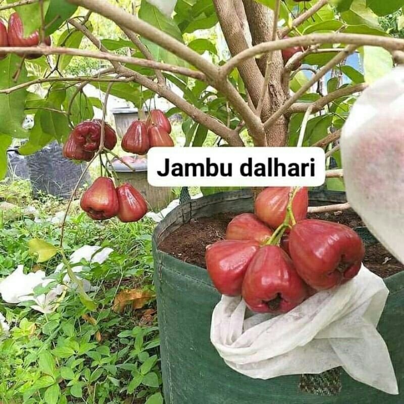 Pokok jambu air dalhari hybrid thai 100% ori | Shopee Malaysia