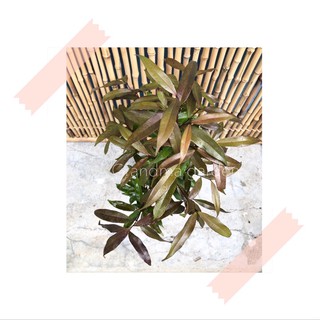 (GG real plant) Eugenia red ^ pokok kelat paya hidup daun merah live ...