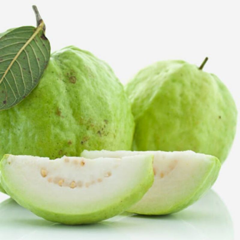 Pokok Jambu Lohan Hybrid cepat berbuah | Shopee Malaysia