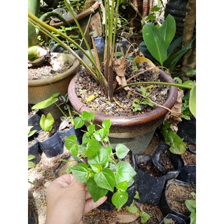 Pokok Sireh Cina dalam polibeg | Shopee Malaysia