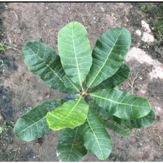 Anak Pokok Gajus/ Ketereh/ Janggus / Jangguih/ Ulam Gajus/ Kacang Gajus ...