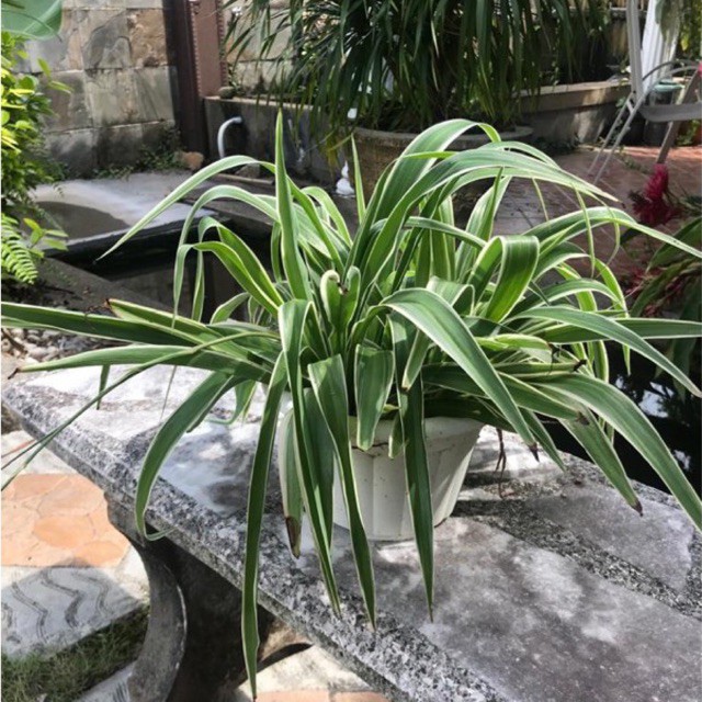 POKOK LILY PARIS / SPIDER PLANT (‼️READY STOCK‼️) | Shopee Malaysia